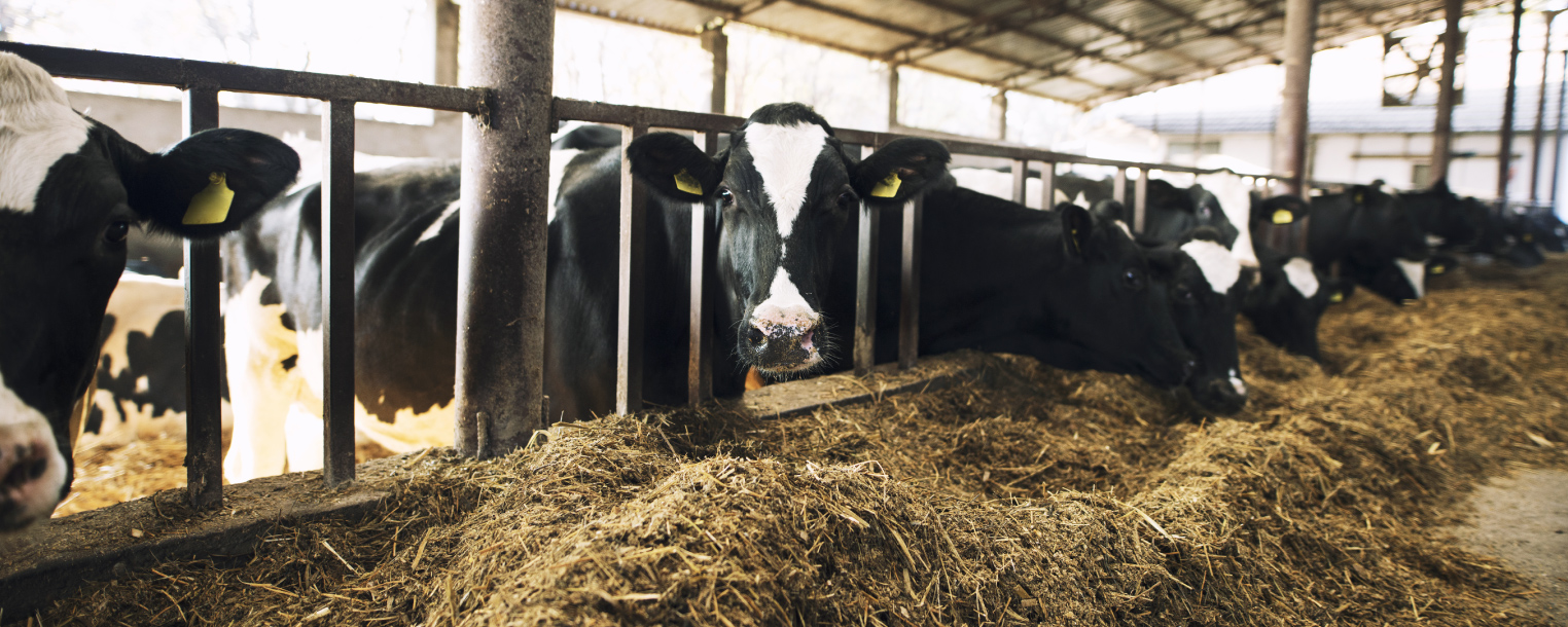Biochar can support livestock wellness and sustainability